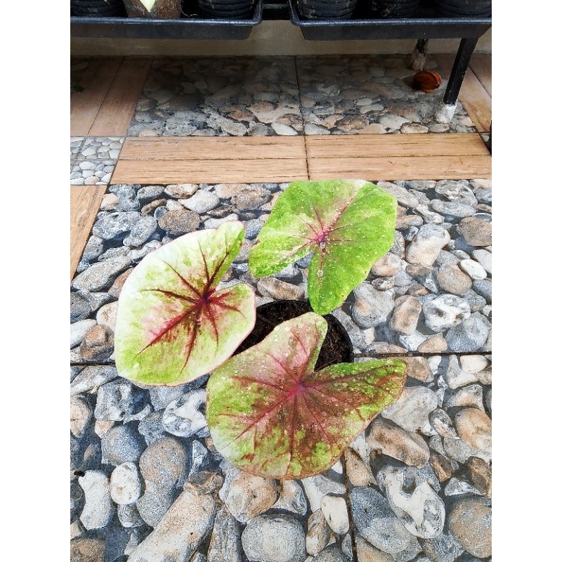 Jual Tanaman Hias Caladium Hybrid Pancawarna | Shopee Indonesia