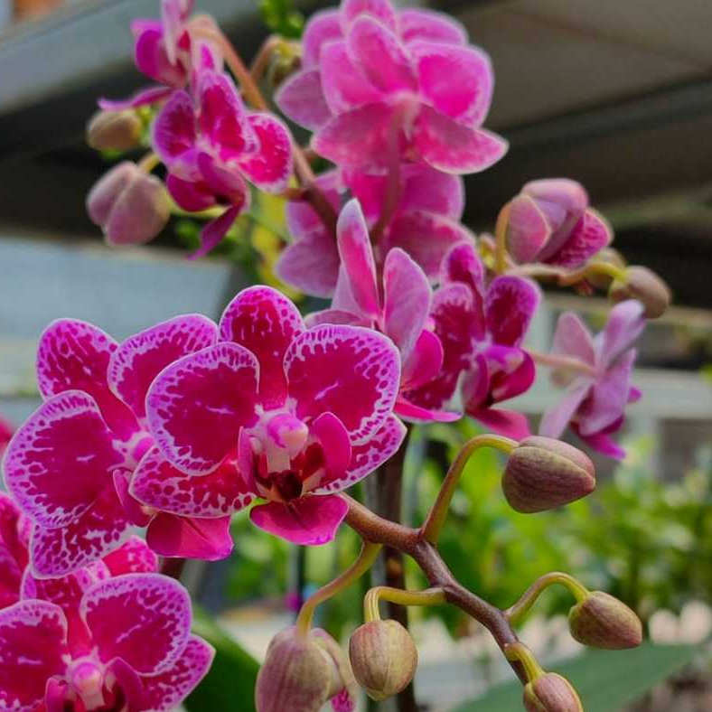 Jual ANGGREK BULAN MINI RAWATAN | Shopee Indonesia