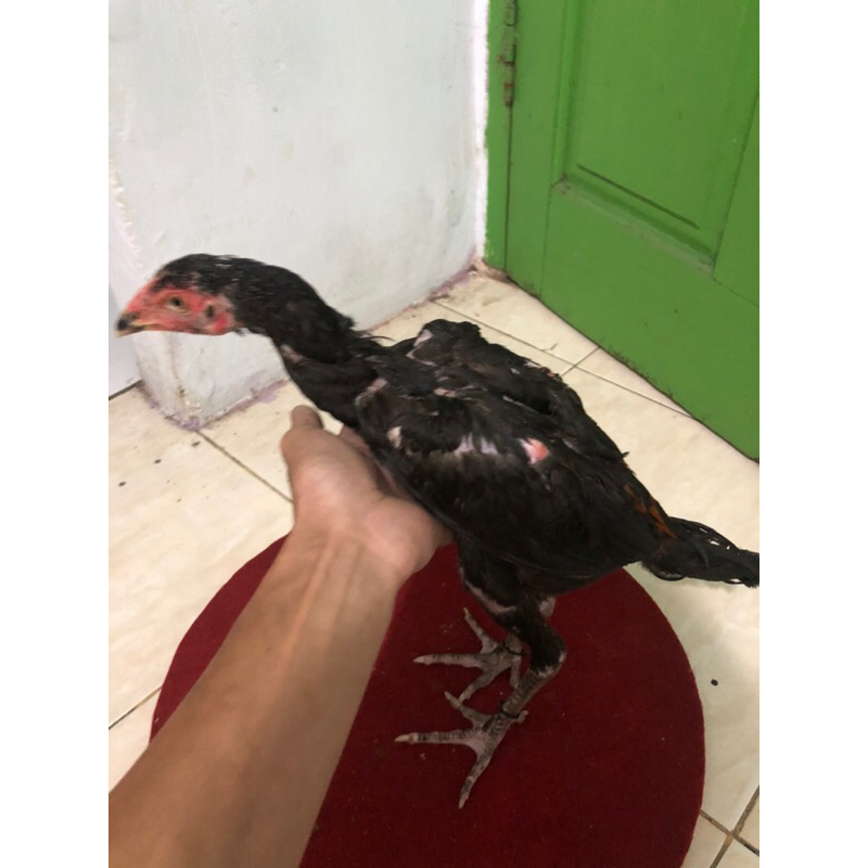 Jual Anakan ayam pakhoy | Shopee Indonesia