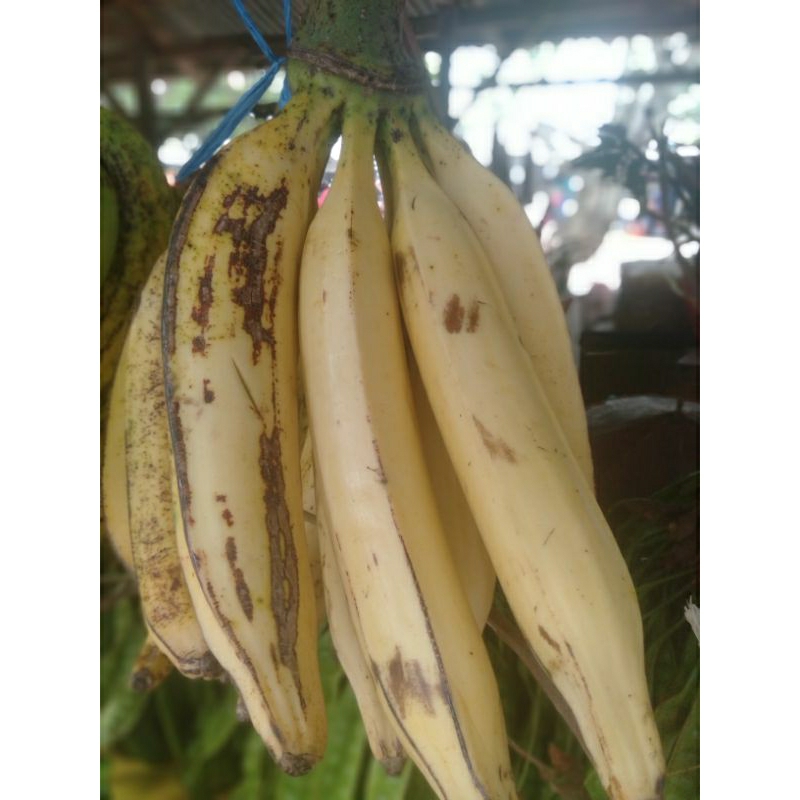 Jual PISANG TANDUK MADU SUPER 1 TANDAN ISI 10 BUAH PICS | Shopee Indonesia
