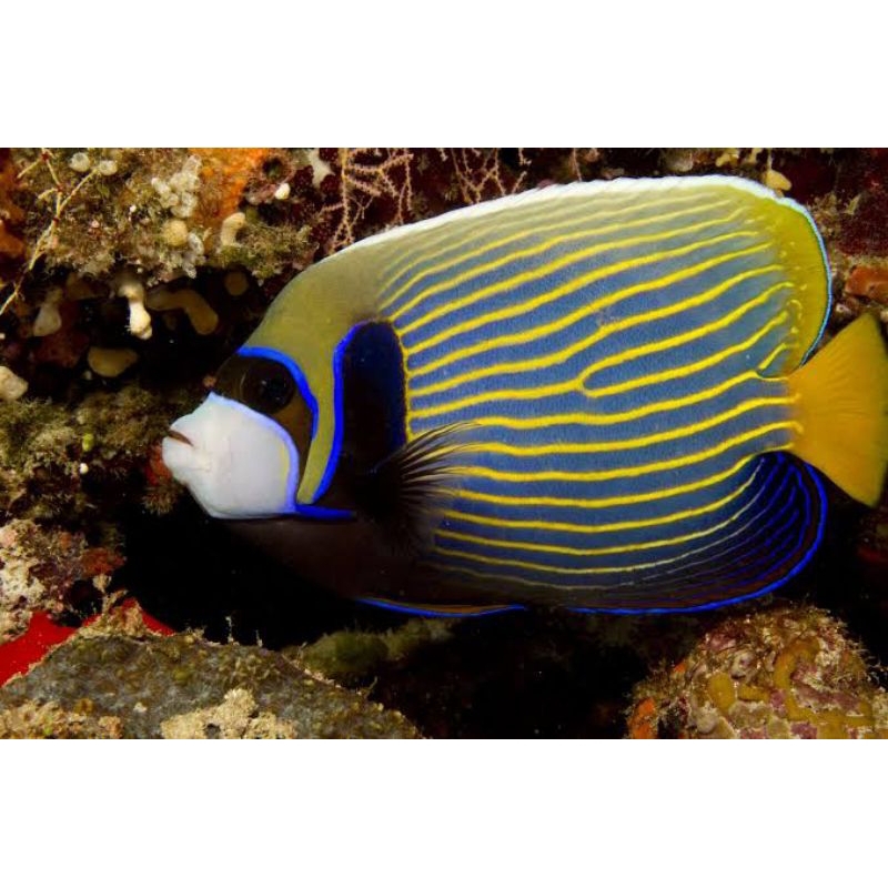 Jual ikan angel batman ag betmen emperor angelfish | Shopee Indonesia