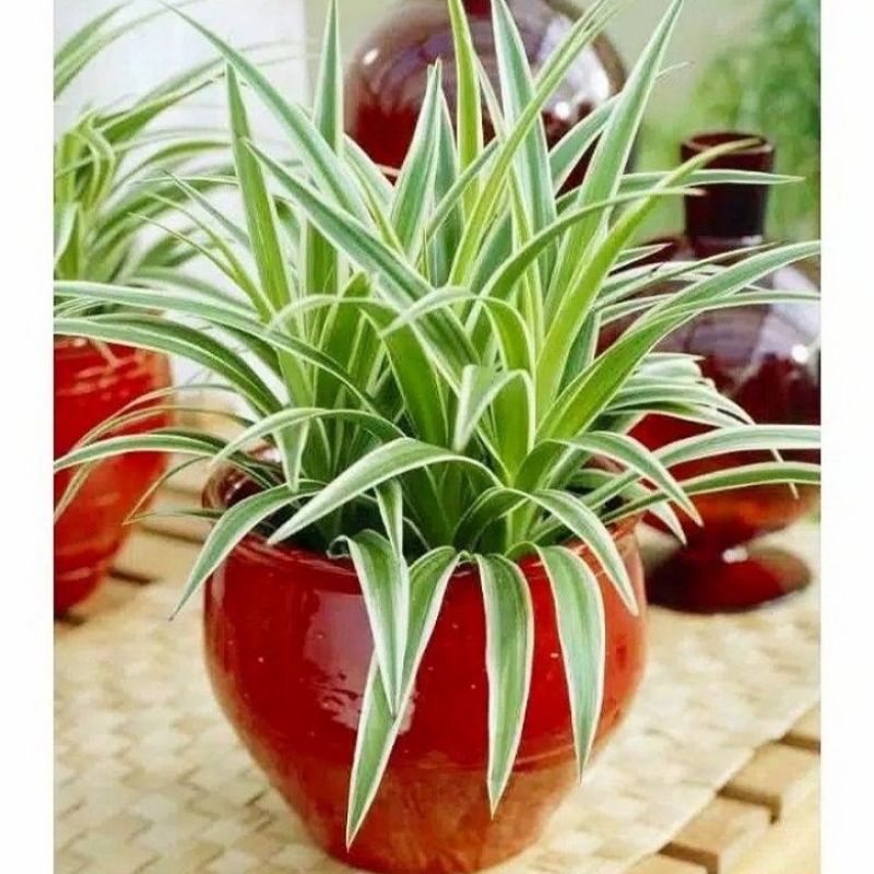 Jual Tanaman Hias Hidup - Tanaman Lili Paris Bisa COD | Shopee Indonesia