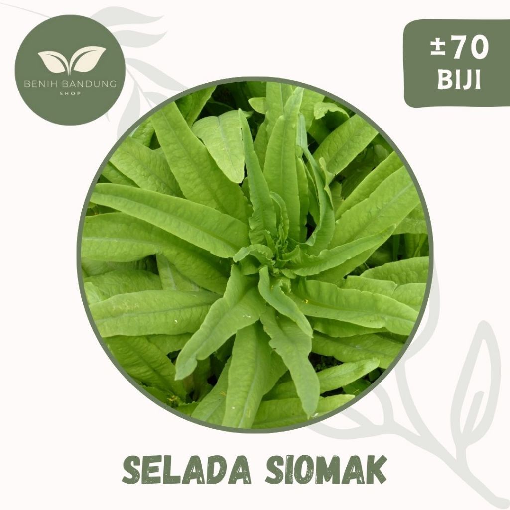 Jual 70 Biji Benih Selada Siomak Bibit Selada Wangi | Shopee Indonesia