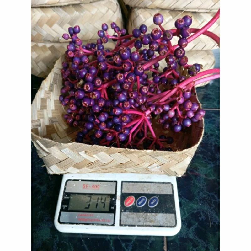 Jual Buah Parijoto Promil Asli Muria 250 Gram | Shopee Indonesia