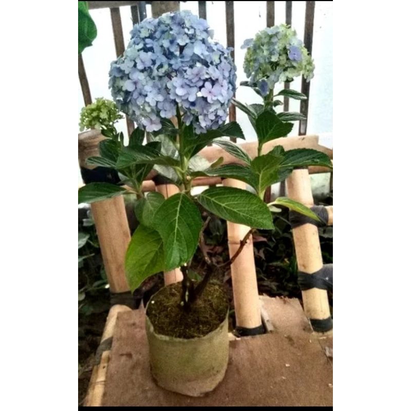 Jual Tanaman Hortensia Rimbun Ukuran Dewasa | Shopee Indonesia