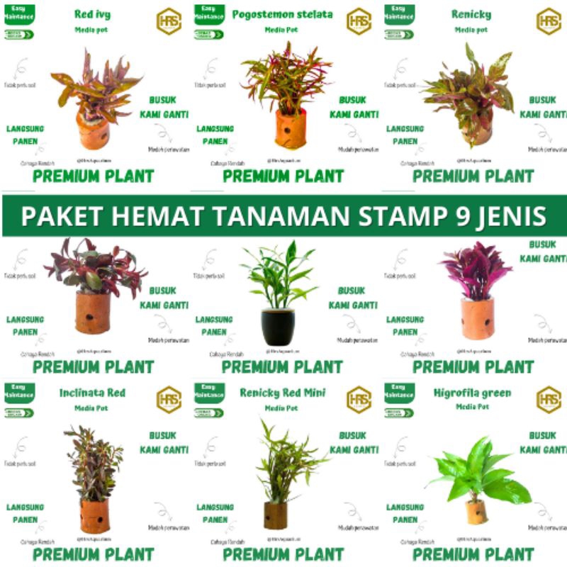 Jual Paket 9 jenis tanaman stamp media netpot hiasan akuarium | Shopee ...