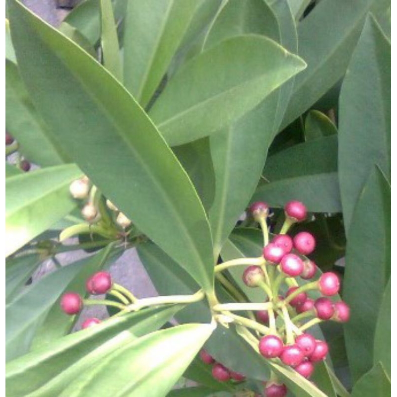 Jual daun lampeni segar 500g rempenan | Shopee Indonesia
