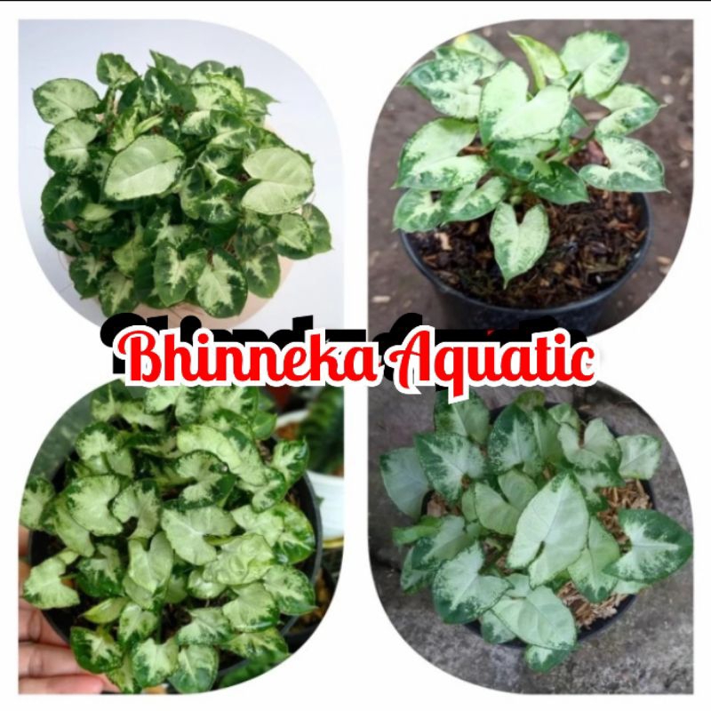 Jual Syngonium Mini Pixie Singonium Tanaman Hias Murah Ekonomis | Shopee Indonesia