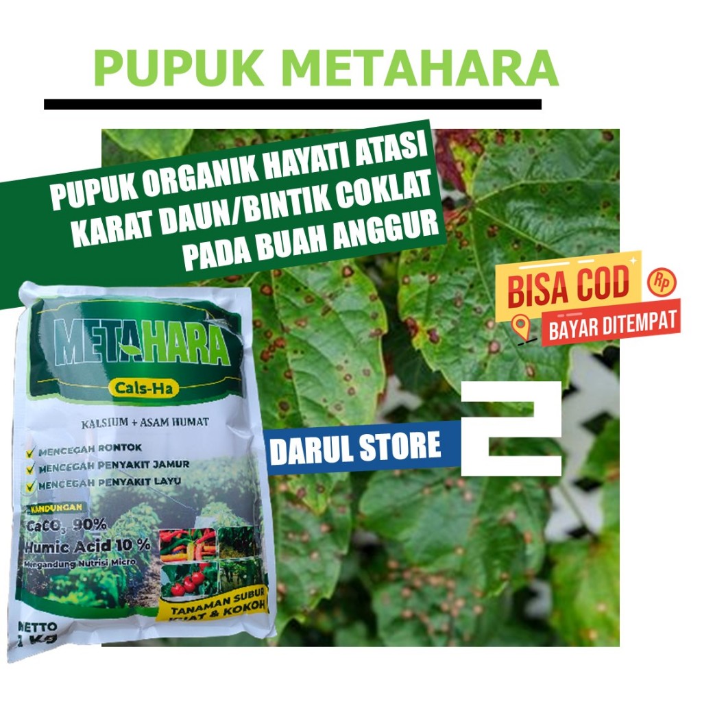 Jual Pupuk METAHARA Mengatasi Penyakit Anggur Bintik Bintik Daun Obat ...