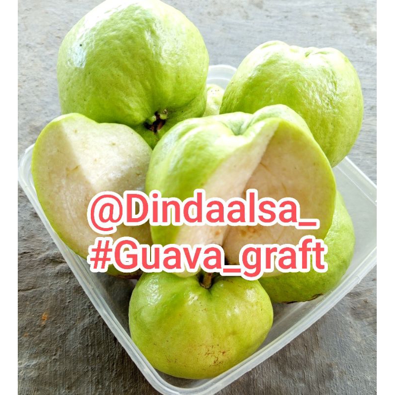 Jual Jambu Kristal Terlengkap & Harga Terbaru Mei 2026 | Shopee Indonesia