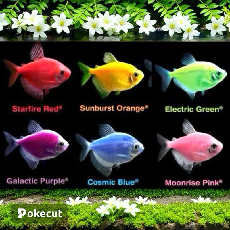 Jual Glowfish Ikan Hias Glofish Glow Fish Glo Fish Hiasan Aquarium ...