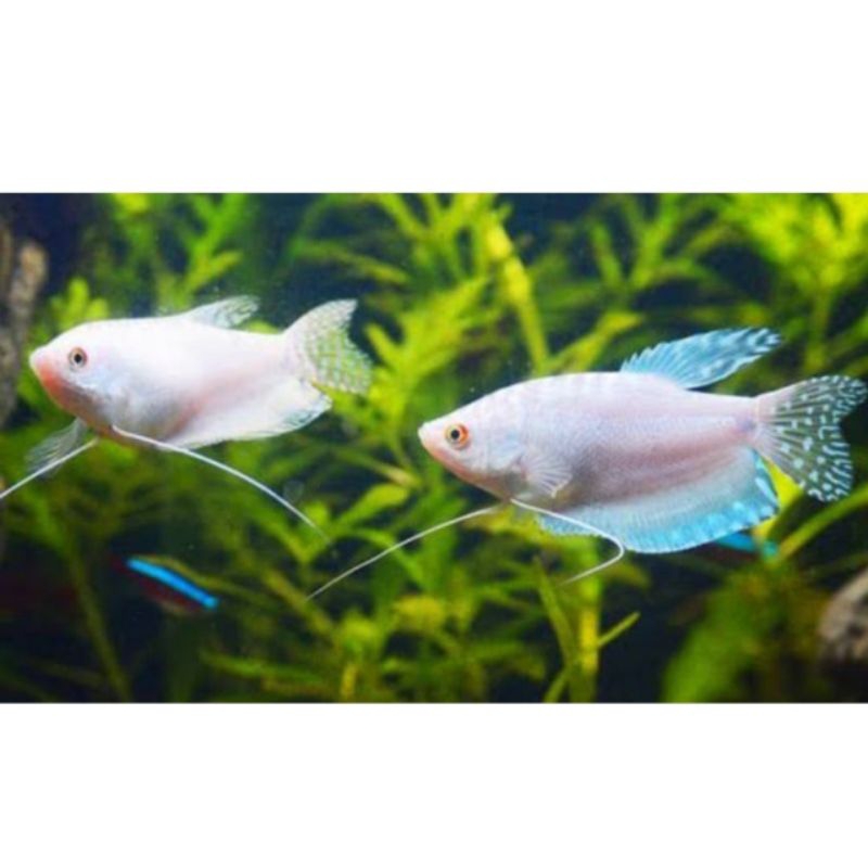 Jual platinum gourami | Shopee Indonesia