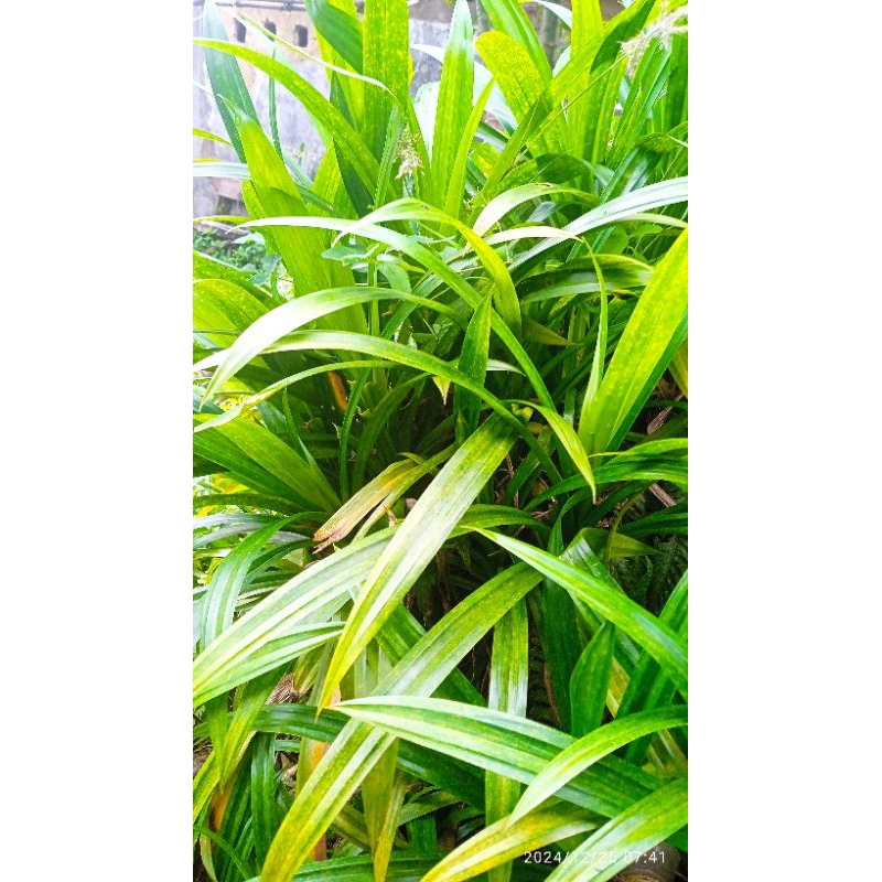 Jual pohon pandan wangi segar hijaw | Shopee Indonesia