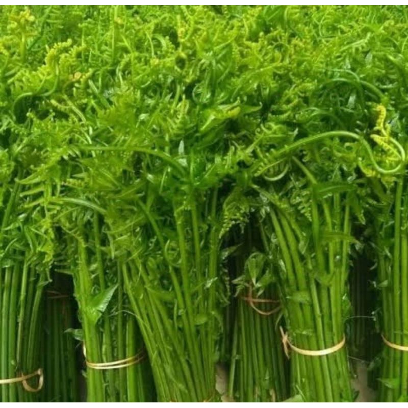 Jual Pakis sayur/pakis daun 100 gram | Shopee Indonesia