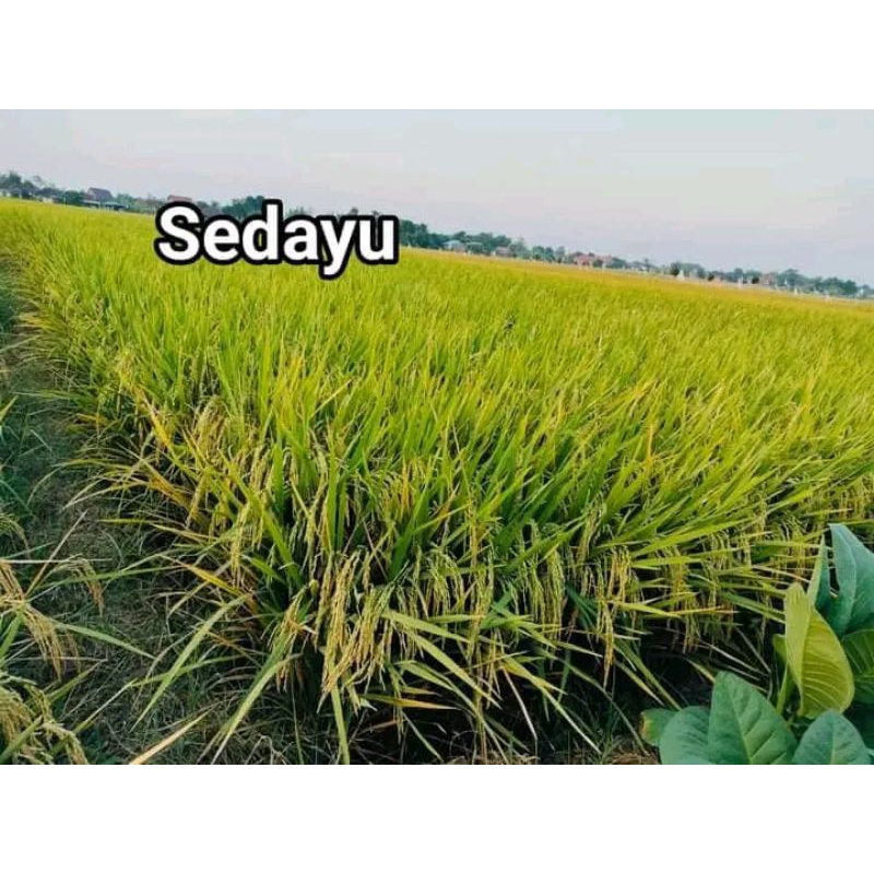 Jual BENIH PADI SEDAYU SUPER JUMBO UNGGUL BERKUALITAS ORIGINAL 5KG | Shopee Indonesia