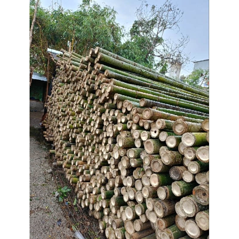 Jual Bambu steger uk 8/9 pajang 6m (MIN ORDER 50 BTG) | Shopee Indonesia