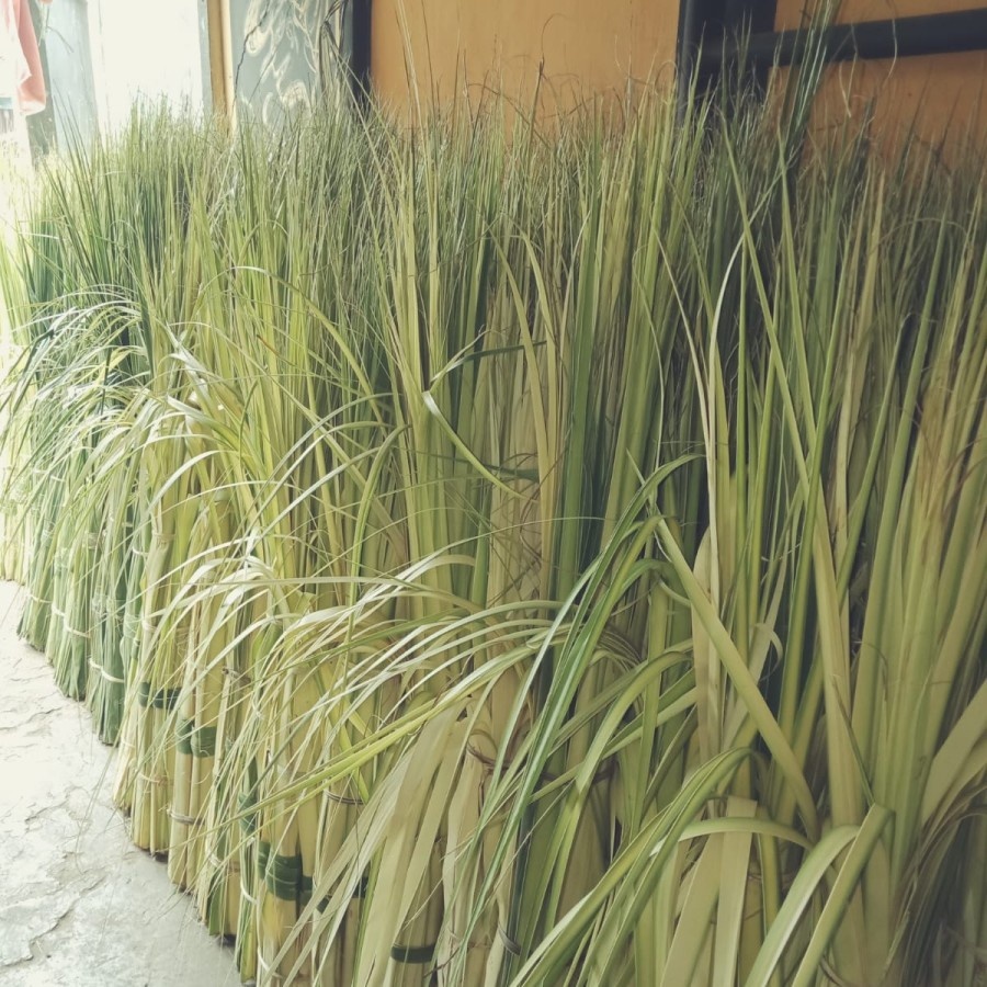 Jual janur kuning lembaran per 50 biji | Shopee Indonesia