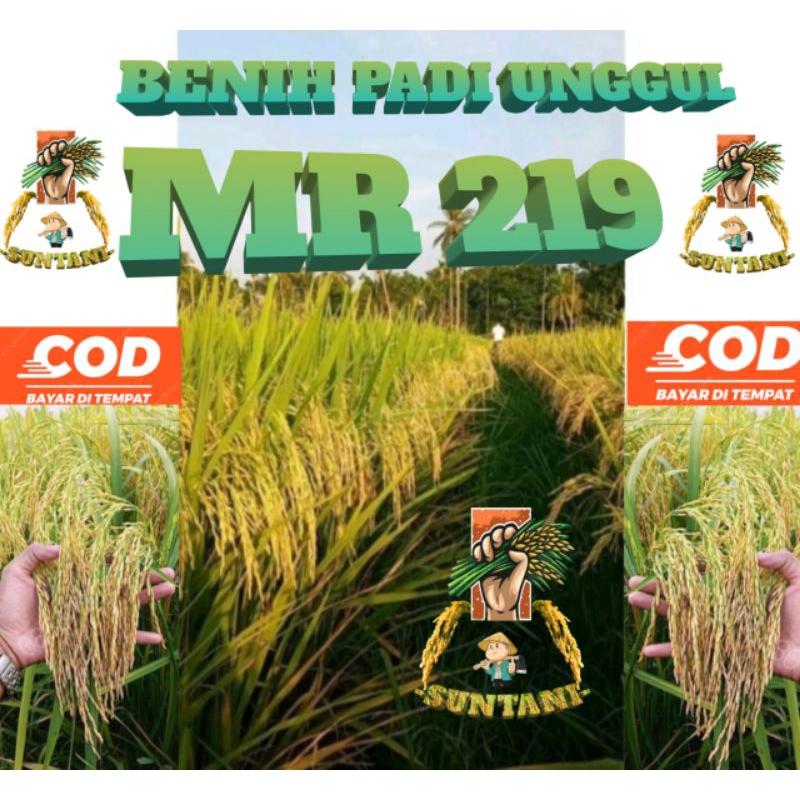 Jual Benih Padi Unggul MR-219./1kg, | Shopee Indonesia