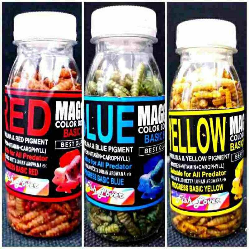 Jual Maggot Blue Red Yellow Ikan chana Maggot Cacing kering | Shopee ...