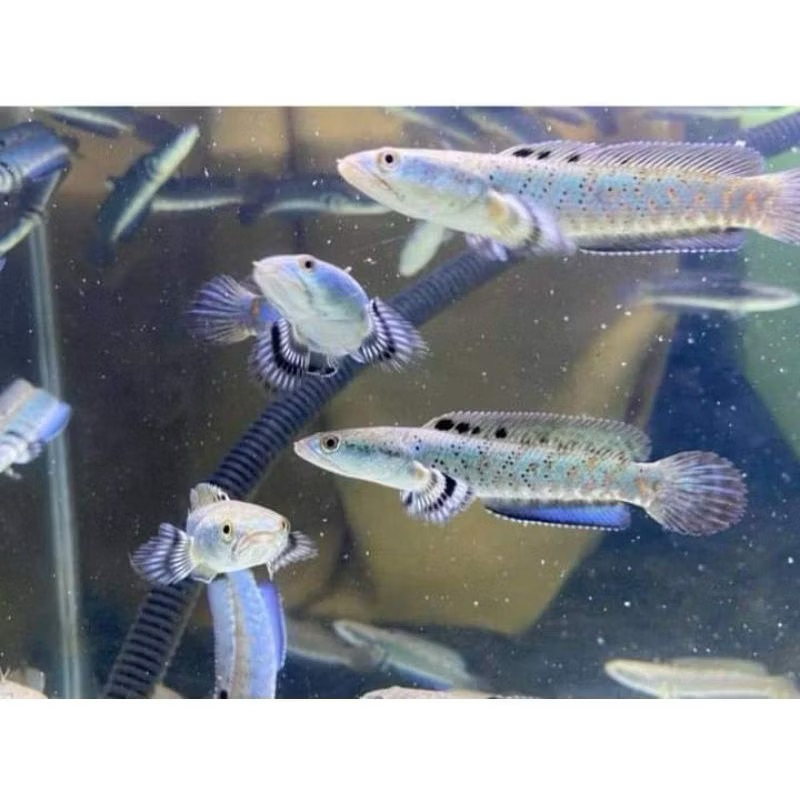 Jual ( Channa ) Blue Pulcra 3-4 cm Bahan Terbaik | Shopee Indonesia