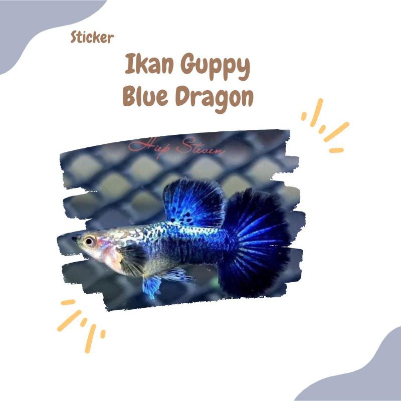 Jual STICKER IKAN GUPPY PLATINUM BLUE DRAGON | Shopee Indonesia