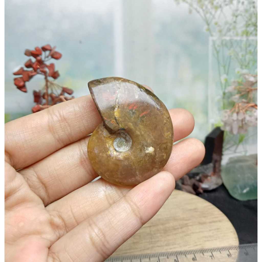 Jual Batu Natural Fossil Keong Rainbow Top Grade (12) | Shopee Indonesia