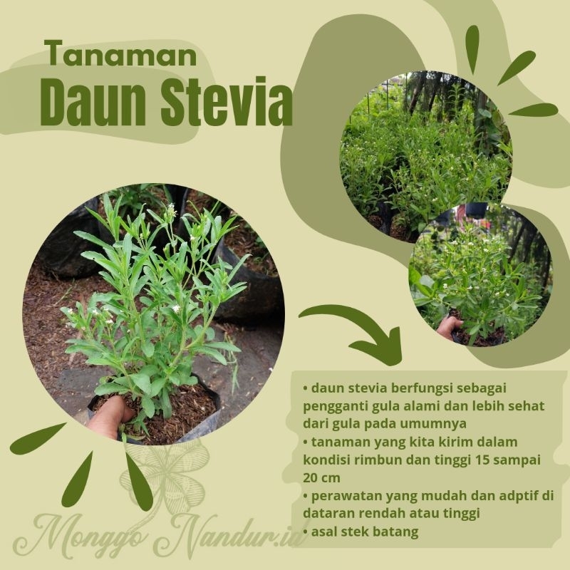 Jual tanaman daun STEVIA/pengganti gula alami | Shopee Indonesia