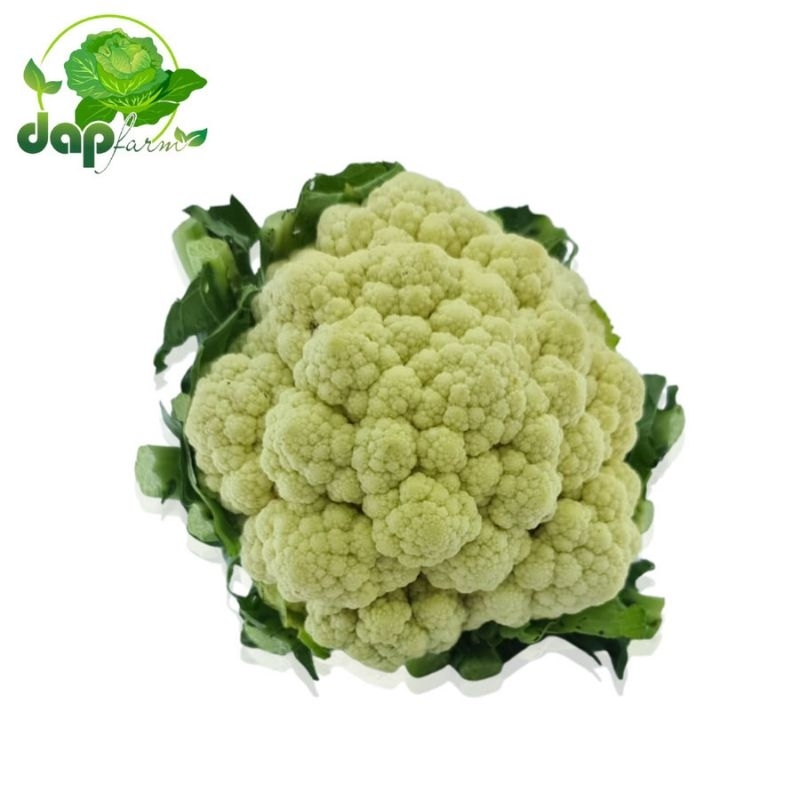 Jual Kembang Kol / Bunga Kol / DAP Farm / Sayur Segar Jakarta | Shopee ...