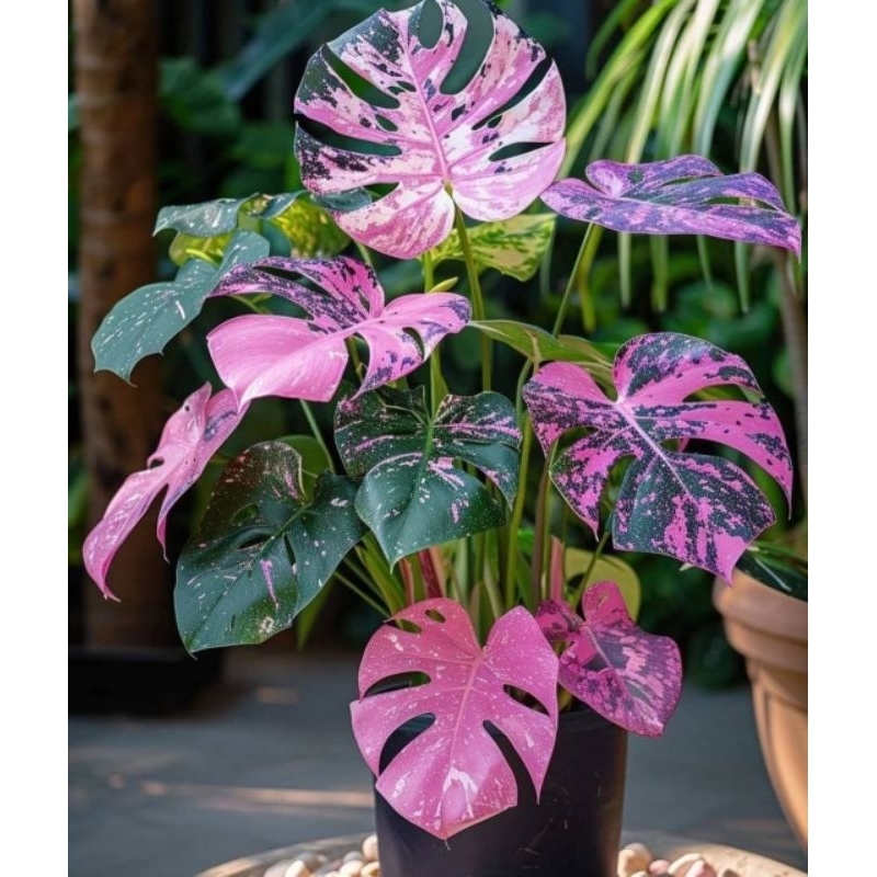 Jual Tanaman Hias Monstera Pink Variegata Bunga Hias Monstera Anakan ...