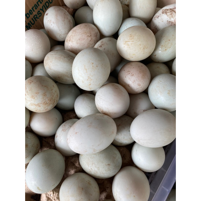 Jual Telur Bebek Hulu Sungai/ Telur Bebek/ Intalu itik tambak kandangan ...
