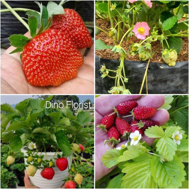 Jual Paket Hemat 4 Jenis Bibit Tanaman Strawberry ( Mencir , Merlan ...