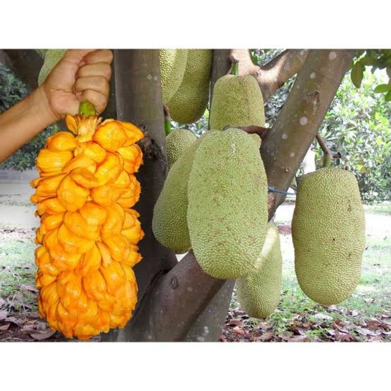 Jual Bibit Tanaman Cempedak King ORIGINAL ASLI Varietas Unggul | Shopee ...