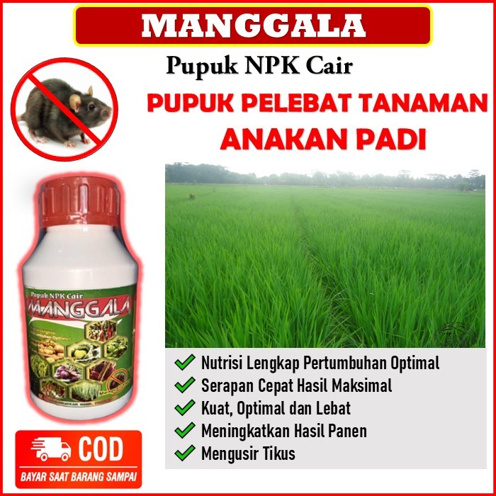 Jual pupuk organik pelebat anakan padi terbaik - PUPUK NPK CAIR MANGGALA membantu meningkatkan ...