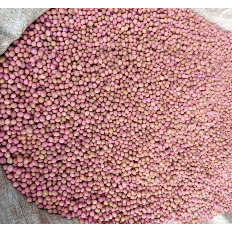 Jual benih edamame 1kg kedele jepang berkualitas | Shopee Indonesia