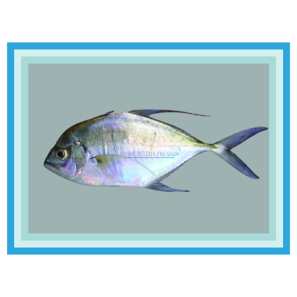 Jual Ikan Kuwe Rambe Frozen - 1kg | Shopee Indonesia