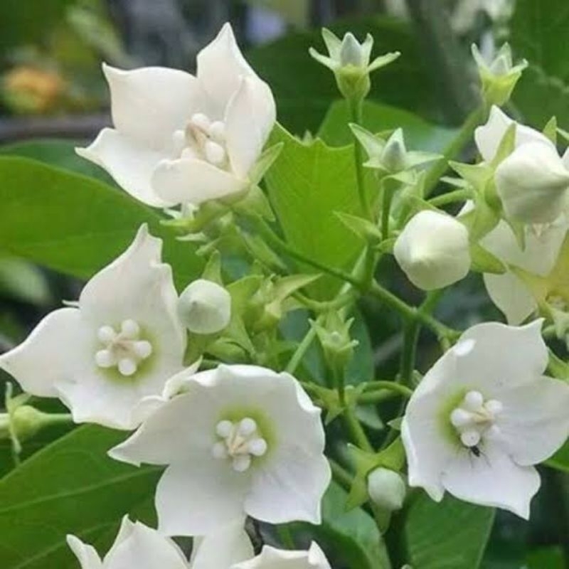 Jual Tanaman Bunga Melati Pandan Wangi - Tanaman Hias Merambat - Melati ...