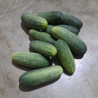 Jual Timun 1 Kg Terlengkap & Harga Terbaru September 2025 | Shopee ...