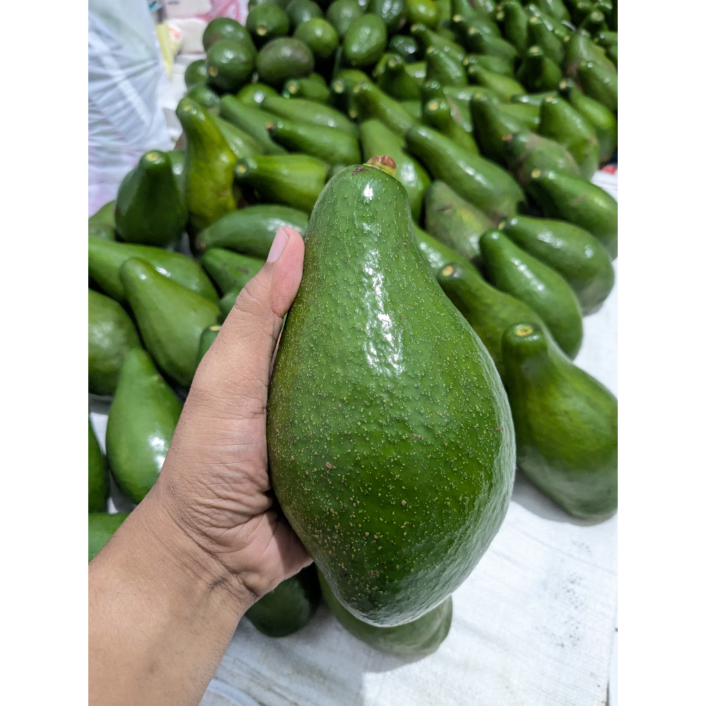 Jual ALPUKAT MENTEGA SUPER BESAR 1KG ISI 2-3 ALPUKET | Shopee Indonesia