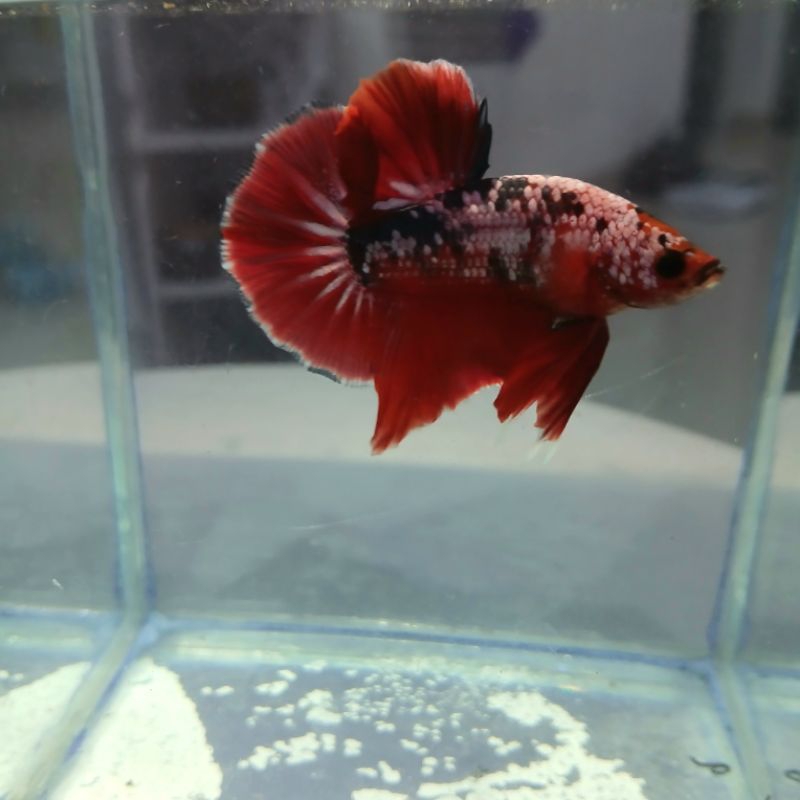 Jual Hiasan Aquarium HMPK Red Fancy ( CUPANG ) | Shopee Indonesia