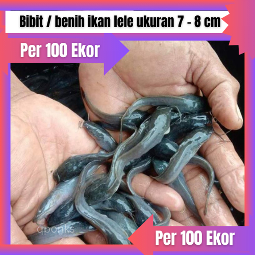Jual Bibit / benih ikan lele ukuran 7 - 8 cm per 100 ekor | Shopee Indonesia