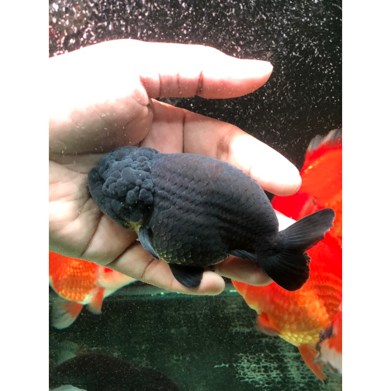 Jual Ikan Koki Rancu / Oranda / Panda Grade A Super | Shopee Indonesia