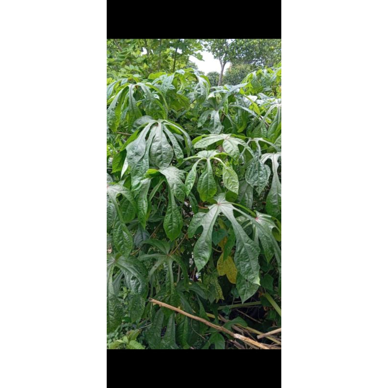 Jual bibit tanaman daun singkong PAPUA untuk pakan ternak 20 cm perbatang | Shopee Indonesia
