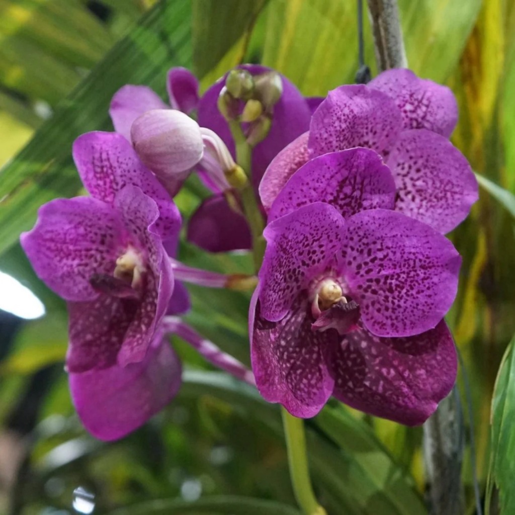 Jual Anggrek Vanda Pasca Bunga | Shopee Indonesia