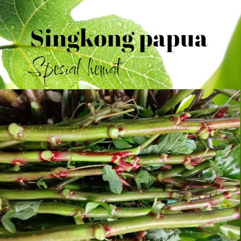 Jual bibit stek singkong papua harga hemat 25 batang (muda dan tua ...