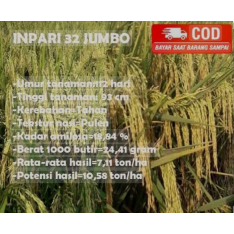 Jual benih padi Inpari 32 jumbo kualitas super 5kg | Shopee Indonesia