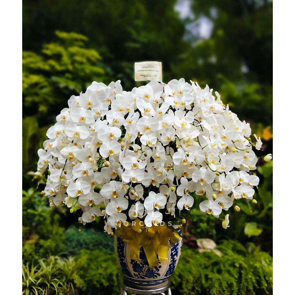 Jual Anggrek bulan Dewasa Warna Putih rangkaian 30 pohon Pot Keramik ...