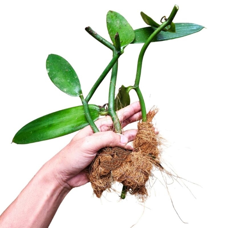 Jual Bibit stek vanili planifolia 2 ruas siap tanam | Shopee Indonesia