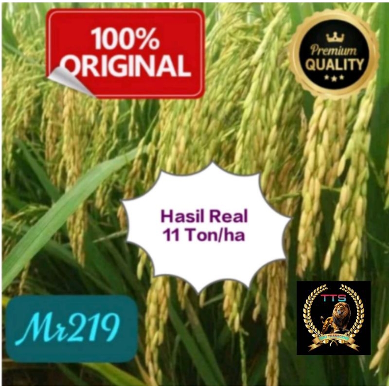 Jual BENIH PADI MR 219 KEMASAN 1 KG KUALITAS UNGGUL | Shopee Indonesia