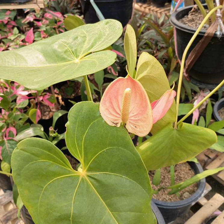 Jual Anthurium andraeanum/anthurium bunga pink | Shopee Indonesia