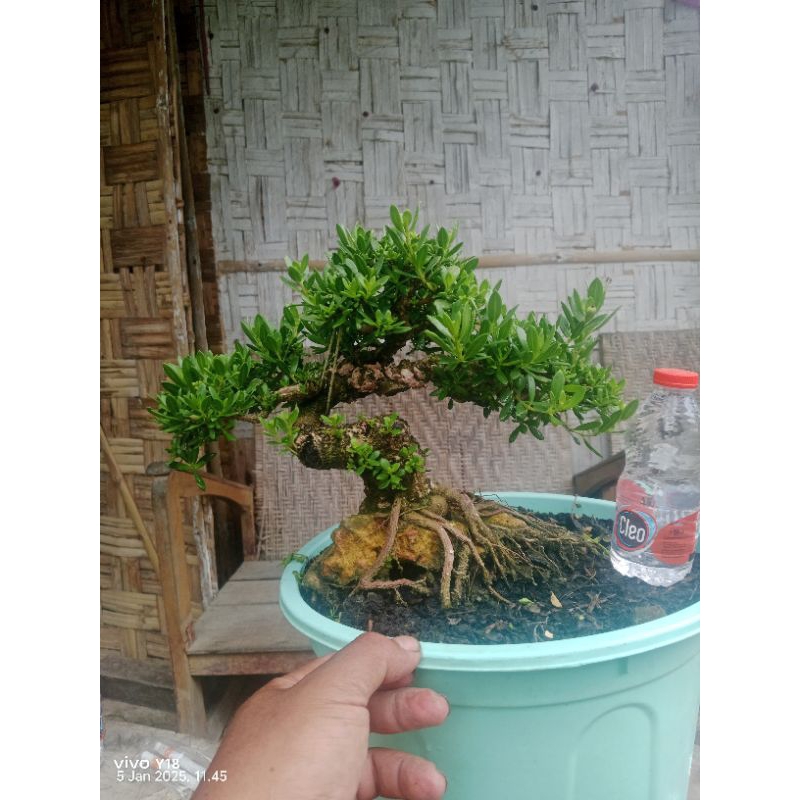 Jual bonsai santigi realpic | Shopee Indonesia